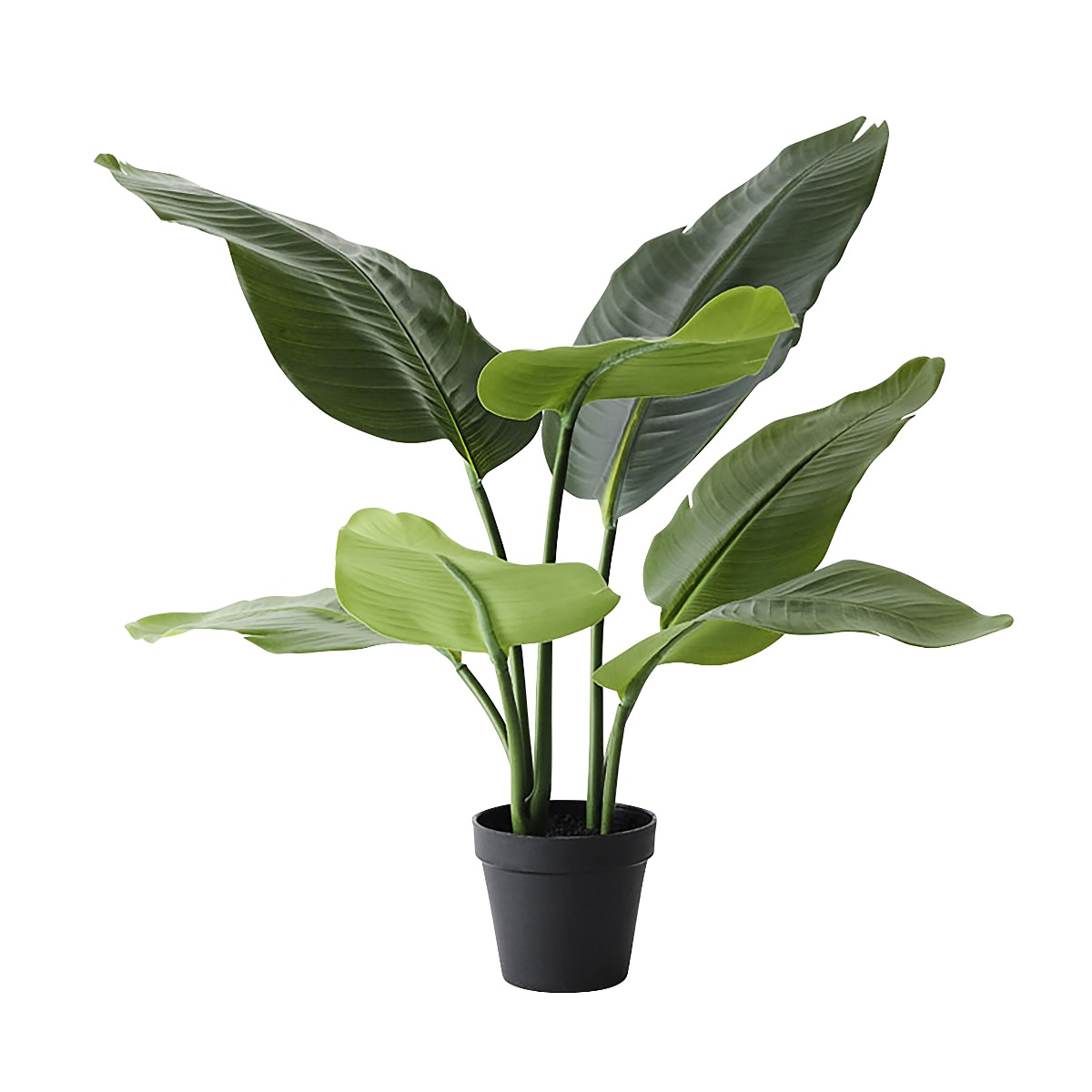 Bird Of Paradise Small in Pot | Domayne